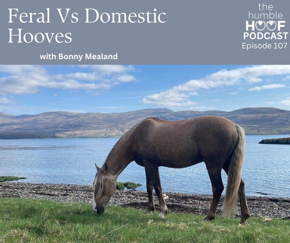 Feral Vs. Domestic Hooves – The Humble Hoof